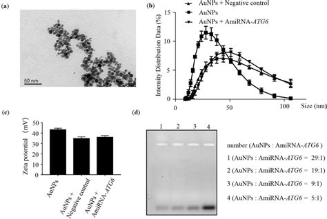 Gold Nanoparticles Aunps Synthesis And Characterizationa