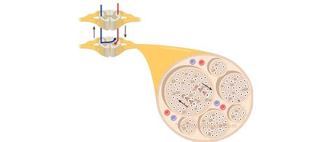 Types Of Neurons GetBodySmart