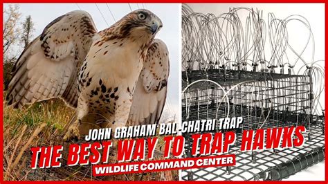 The Best Way To Trap Hawks Wildlife Command Center Youtube