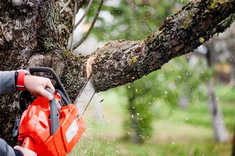 Dont DIY Reasons To Hire A Professional Tree Trimming Service Dallas Fort Worth Area