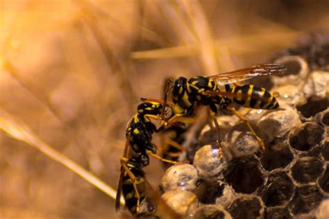 How Fast Do Wasps Make Nests Pestwhisperer Com