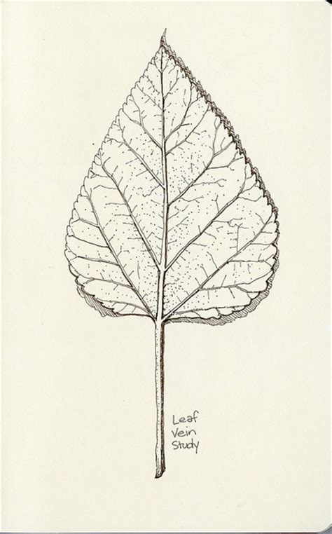 17 Best Images About Trees On Pinterest Willow Tree Beech Tree And Pear Trees