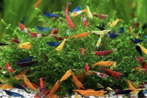 Freshwater Aquarium Shrimp Tank