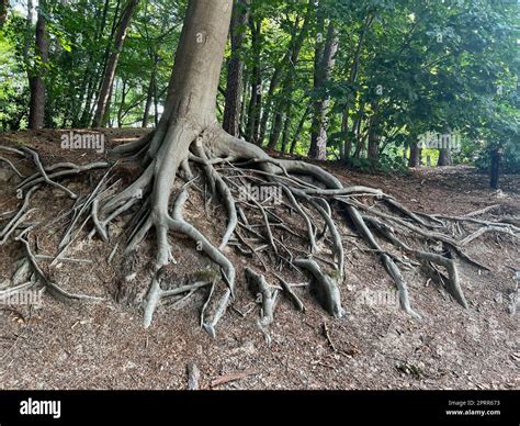 Tree Roots Visible Through Ground In Forest Stock Photo Alamy
