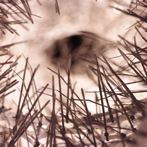 Branching Morphogenesis — Sabin Design Lab