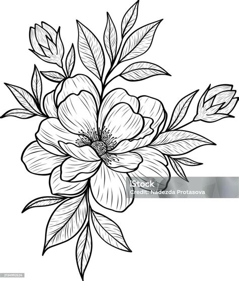 섬세한 모란 꽃의 벡터 그림입니다 투명한 배경에 손으로 그린 흑백 모란 엽서 색칠 공부 책 꽃 패턴 및 장식품을 만들기 위한 윤곽 꽃 모란에 대한 스톡 벡터 아트 및 기타