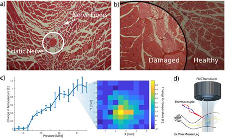 Hande Histology And Thermal Measurements For Fus Stimulation A Shows