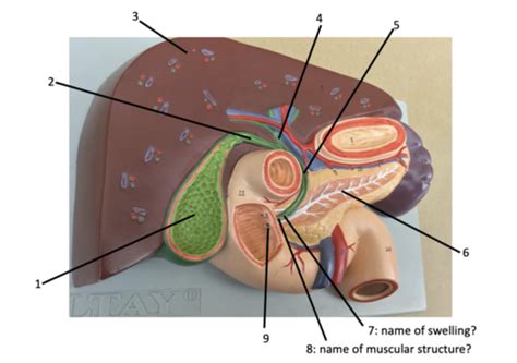 Anatomy 2 Digestive System Lab Flashcards Quizlet