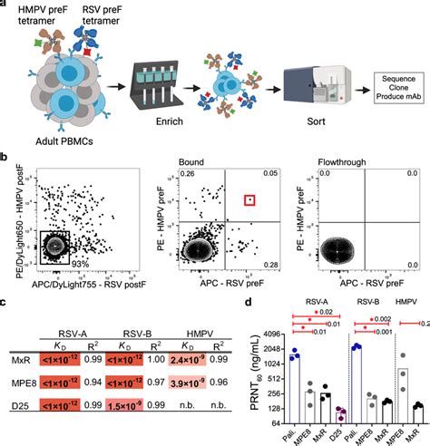 Identification And Analysis Of Hmpv Rsv Cross Neutralizing Monoclonal Download Scientific