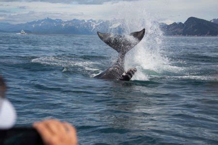 Seward Wildlife Tours Whale Watching Wildlife And Glacier Tours Tours