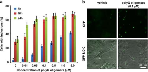 enhanced formation of mhtt aggregates in inducible htt14a2 6 cells by