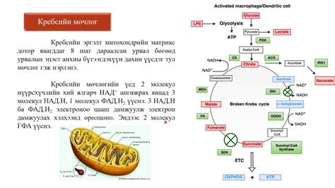 Эсийн амьсгал Б Күмисай багш Youtube