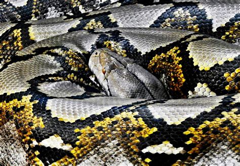 Exploring Python 313s New Standard Library Modules By Yancy Dennis
