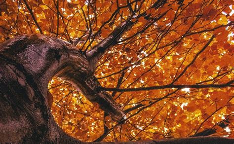 Most Common Trees Youll Find In Southern Ontario