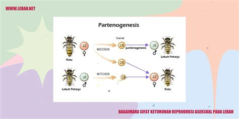 Mengenal Sifat Keturunan Reproduksi Aseksual Pada Lebah Lebah
