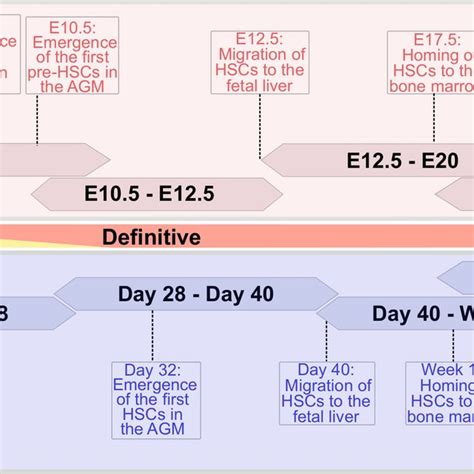 Simplified Two Stage Model Of The Spatiotemporal Organization Of Download Scientific Diagram
