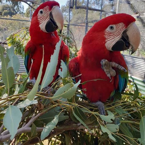 Adorable Hahns Macaws For Sale Terrys Parrot Farm