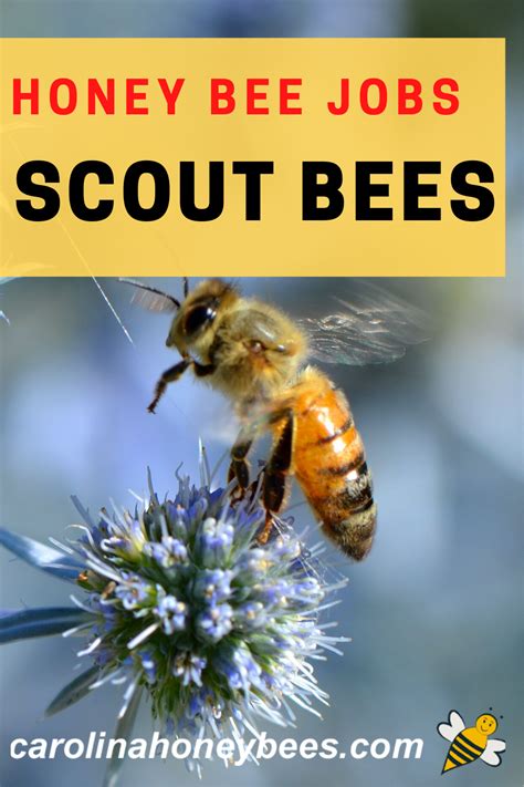 Scout Bees Scouting Behavior In Swarming Bees Bee Honey Bee Facts Backyard Beekeeping