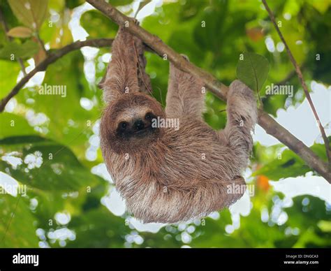 Cute Sloths In Trees