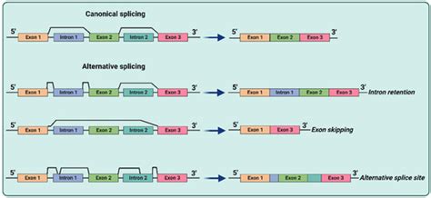 Biomedicines Free Full Text An Update On Circular Rna In Pediatric Cancers