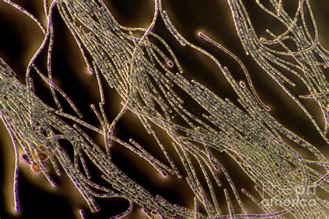 Filamentous Cyanobacteria Photograph By Science Photo Library Pixels Merch