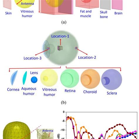 A Smcm Eye Model B Eyeball In Dmcm Model C Anatomical Head Model Download Scientific