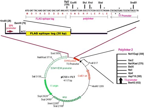 Addgene Vector Database Pcs3 Flt