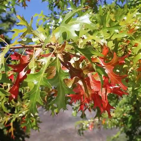 Plant Faqs Pin Oak Tree Quercus Palustris