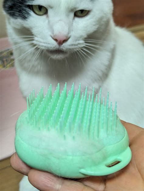 愛猫サスケもご機嫌！「ペットティーザー キャット」を試してみました Hinemosu