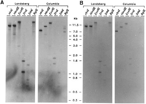 Staphylococcus Aureus Enterotoxin B Prthr Pt Xxx Ord Semantic Scholar