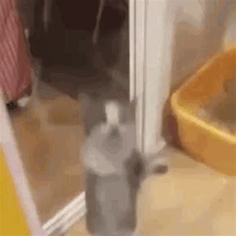 Cat Jump  Cat Jump Sped Up Discover And Share S