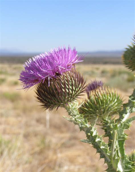 Scotch Thistle Thompson Nicola Regional District