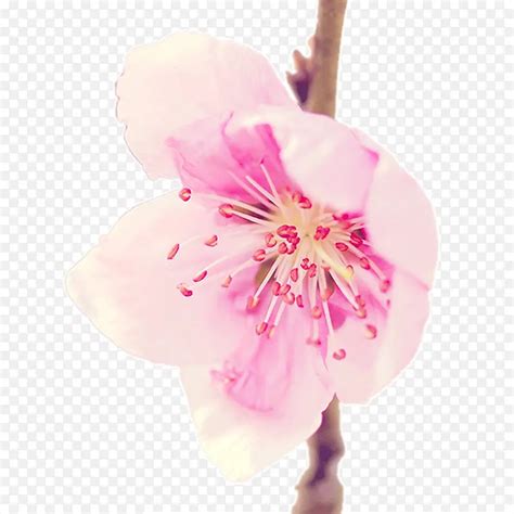 樱花PNG图片素材下载 图片编号10077784 PNG素材网