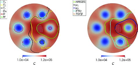 Cells And Molecules Half Concentration Contours The Contours Are