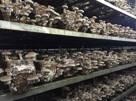 我院食用菌所香菇工厂化单产在湖北再上新台阶 科技动态 新闻中心 上海市农业科学院