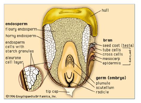 Layers And Internal Structure Of The Maize Kernel Merriam Webster Inc Download Scientific