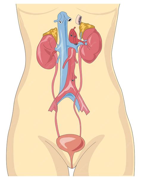 Excretory System Labeled