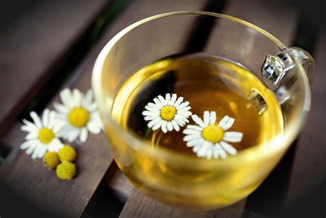 Growing German Chamomile From Seed Southern Garden Nursery