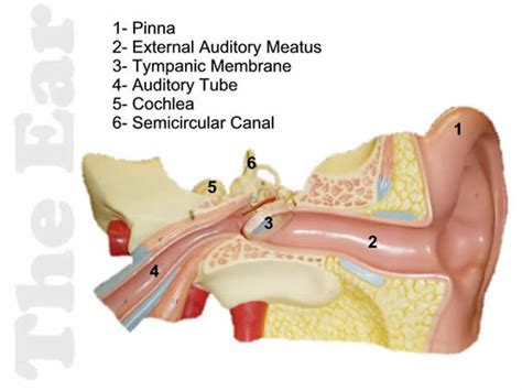 Eye And Ear Ear Model