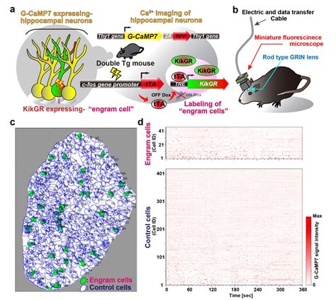 discovery of neuronal ensemble activities that is orchestrated to