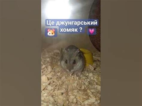 Джунгарський хомяк ? Тобі подобається хом'ячки ? ️ #хомки #хомяк # ...