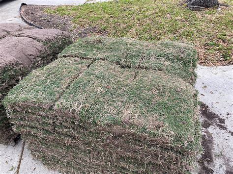 Celebration Bermuda Grass Sod Lush Turf For Lawns The Grass Outlet