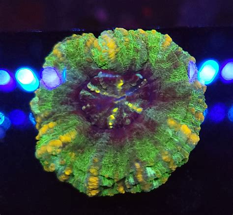 Hulk Button Scoly Savage Reef