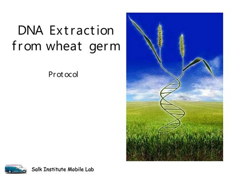 Ppt Dna Extraction From Wheat Germ Powerpoint Presentation Free