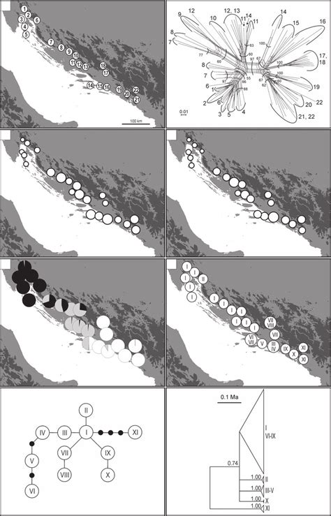 sampled populations and patterns of amplified fragment length
