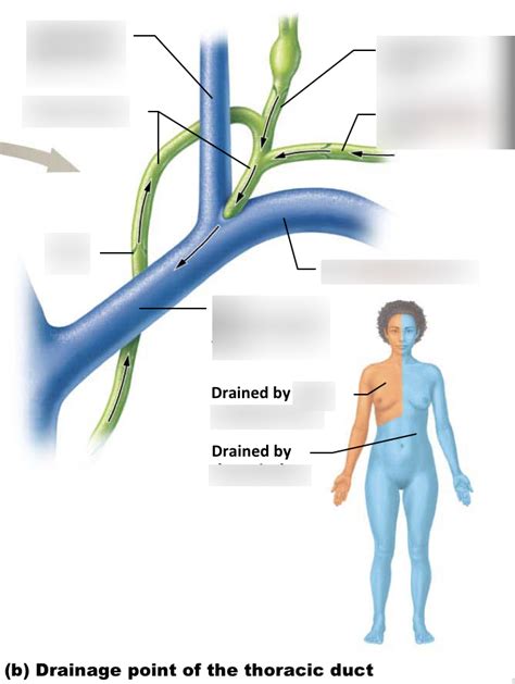 Drainage Point Of Thoracic Duct Diagram Quizlet