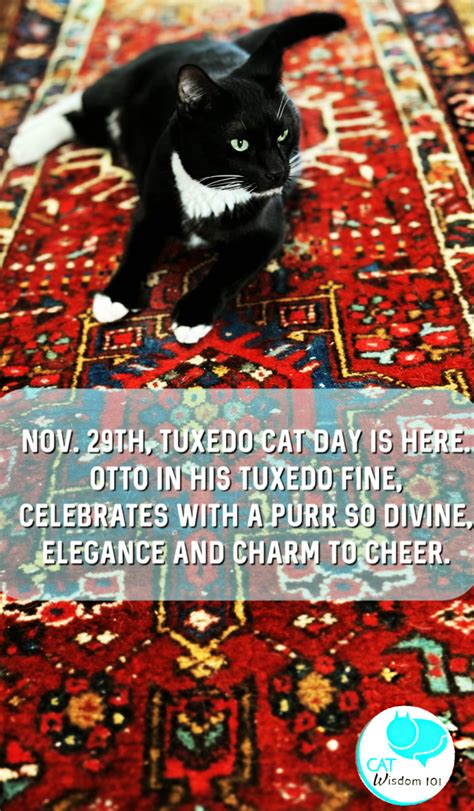 National Tuxedo Cat Day Celebration Cat Wisdom 101