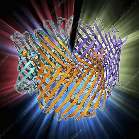 Sucrose Specific Porin Molecule Stock Image F009 5873 Science Photo Library