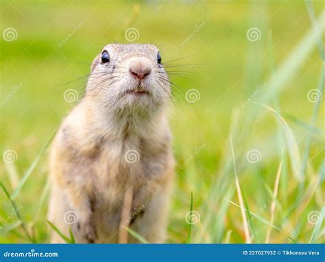 Surprised Wild Gopher Stock Photo Image Of Fuzzy Green