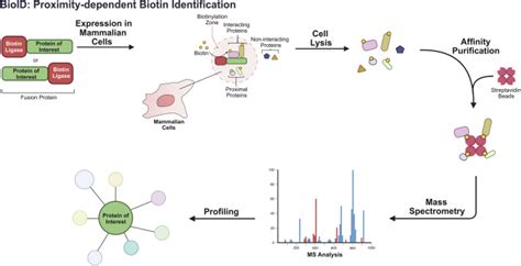 Characterizing Host Microbe Interactions With Bacterial Effector Proteins Using Proximity